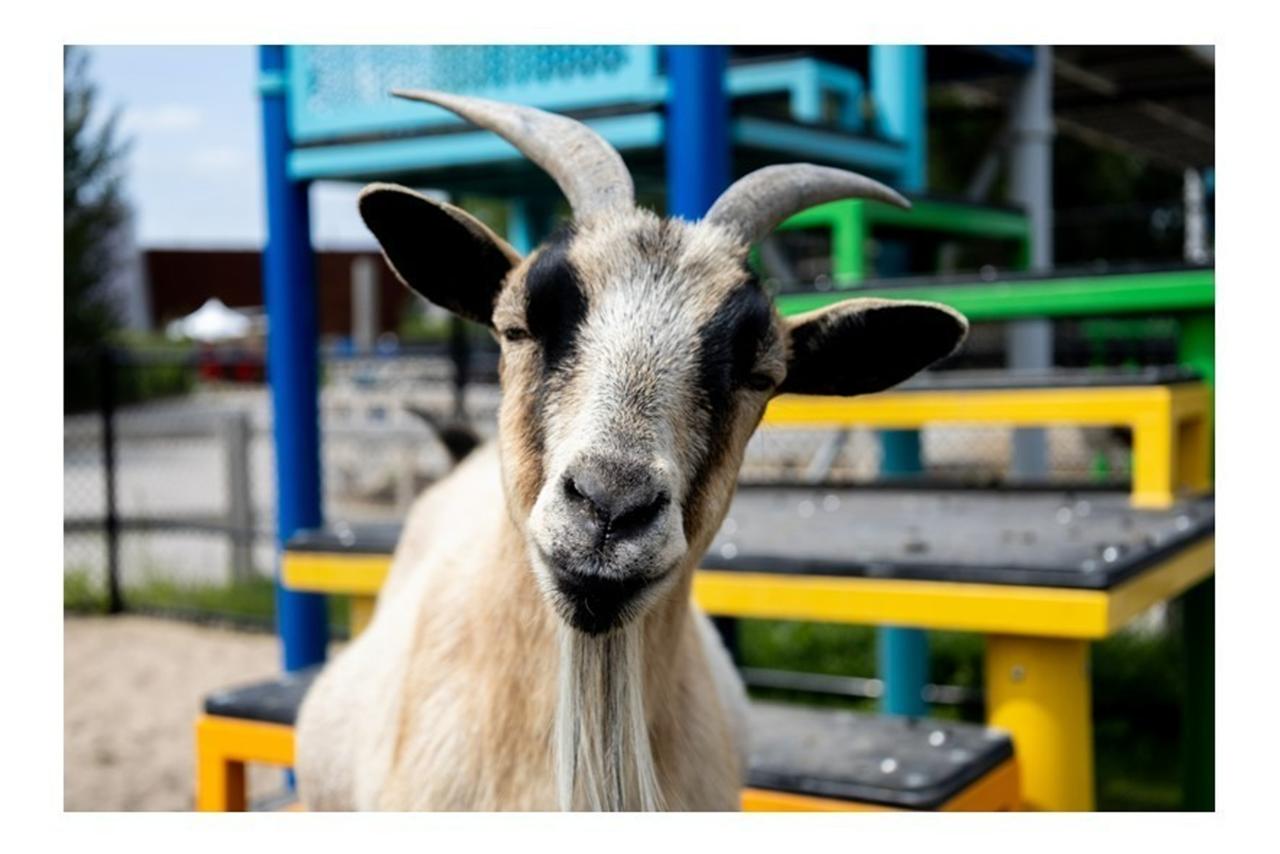 Adopt a Goat | Powered by Givergy