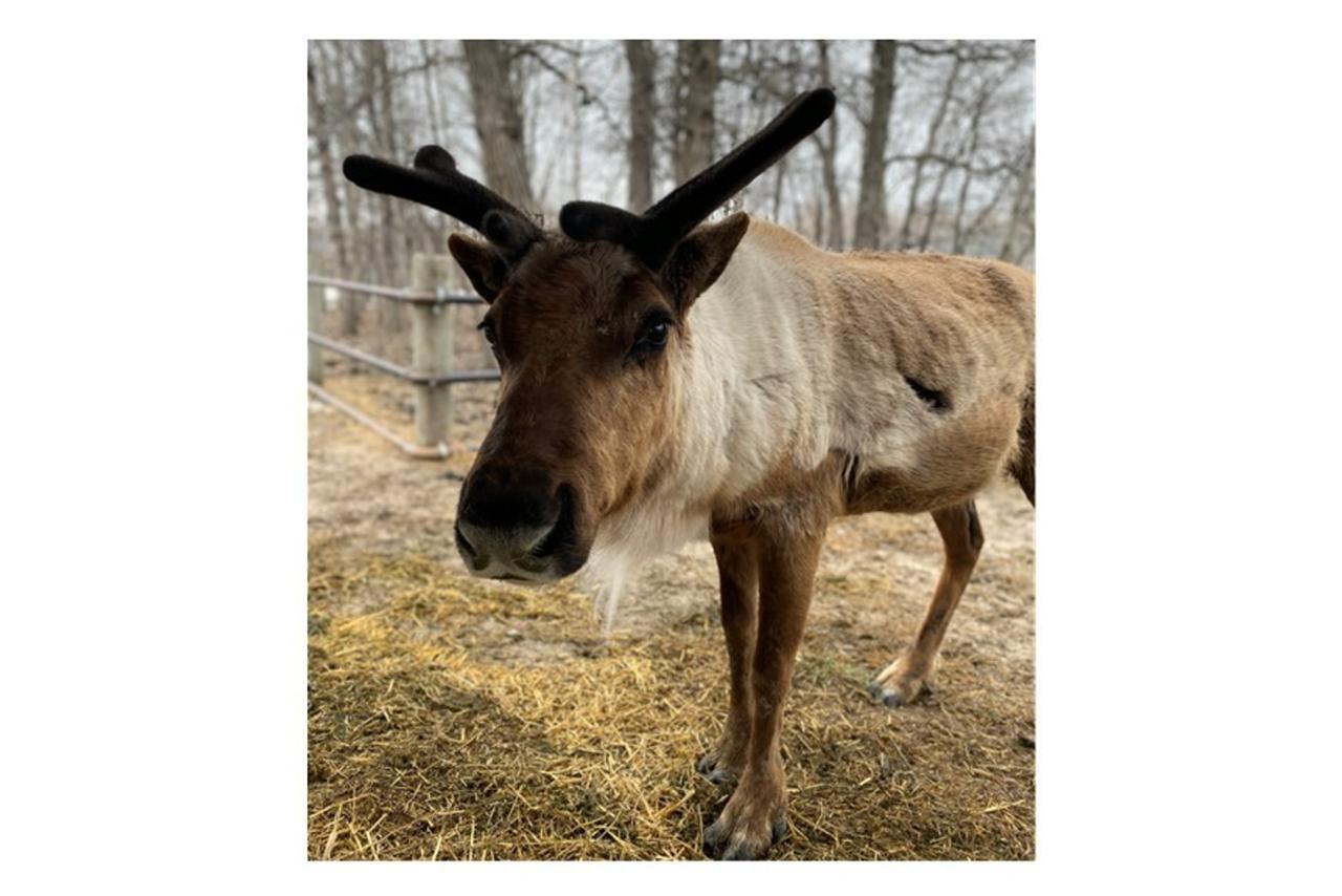 Adopt a Reindeer | Powered by Givergy