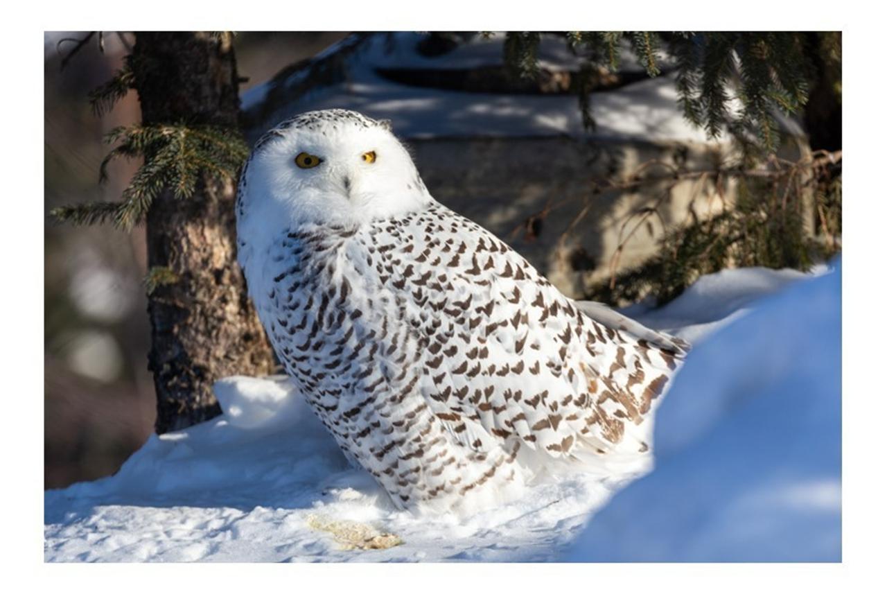 Adopt a Snowy Owl | Powered by Givergy