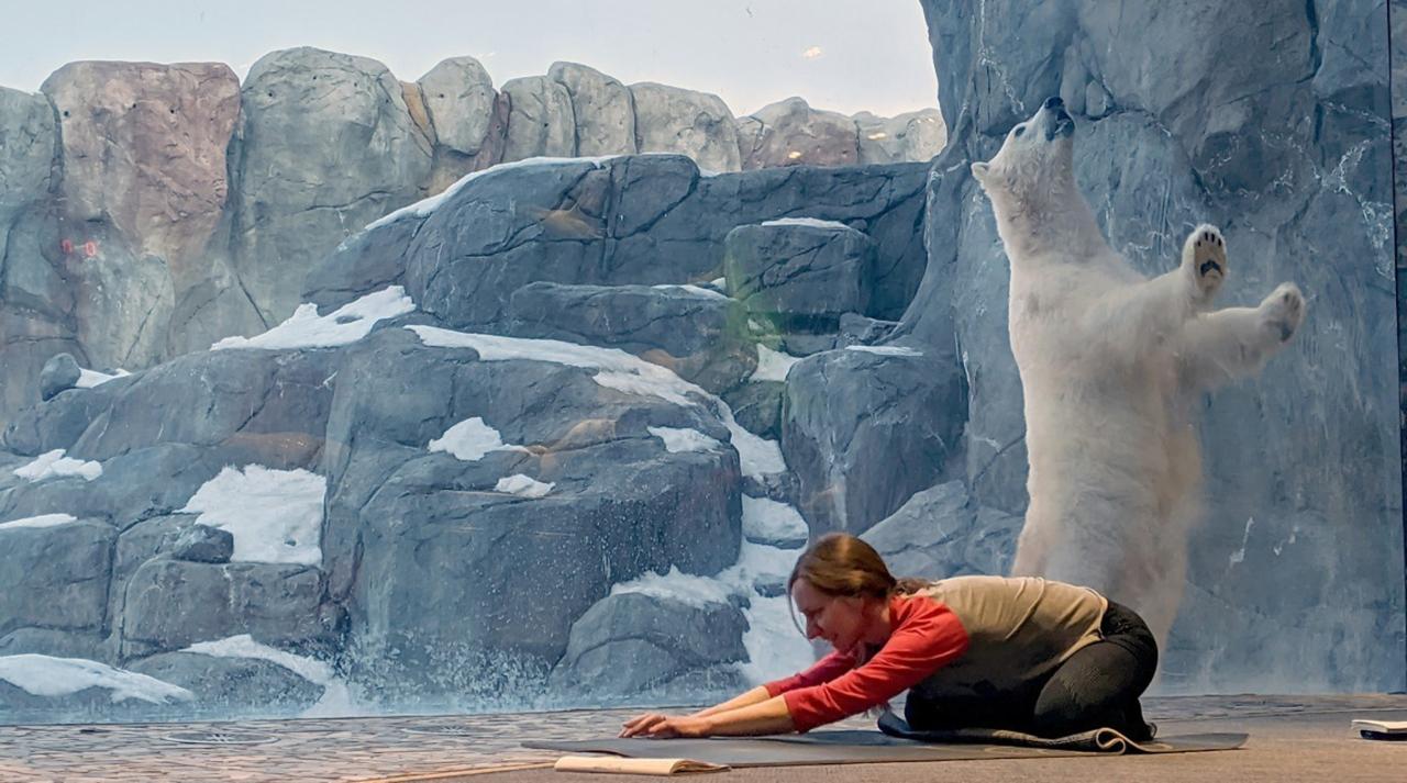 Yoga with the Polar Bears | Powered by Givergy